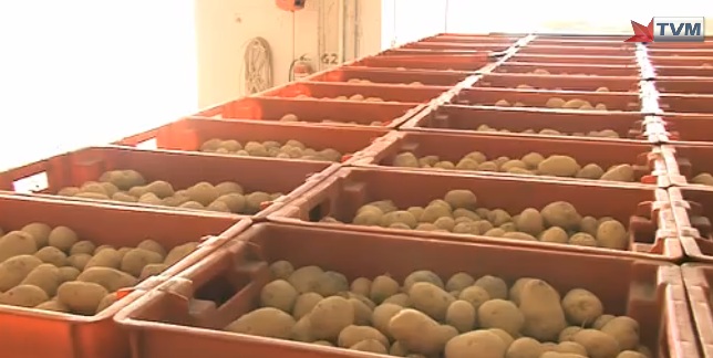 Maltese potato also exported in Spain - TVMnews.mt