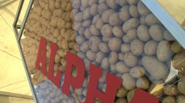 Potatoes galore in Qrendi - TVMnews.mt