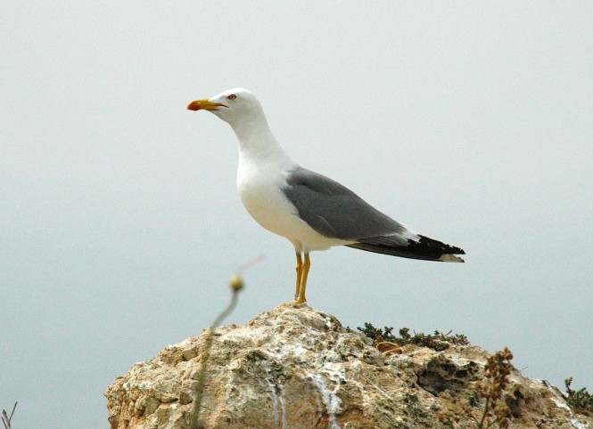 Filfla revisited - TVMnews.mt