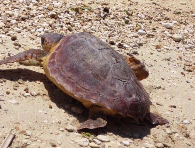 Turtles returned to sea - TVMnews.mt