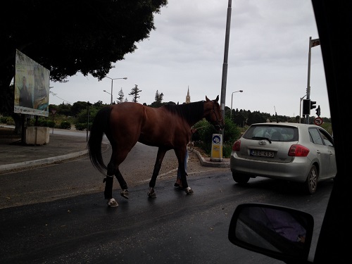 AĠĠORNAT: Passiġata biż-żiemel fi triq traffikuża - TVMnews.mt