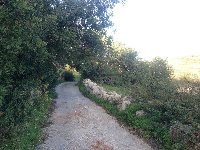 Ħanfusa żgħira tattakka s-siġar tal-ħarrub - TVMnews.mt