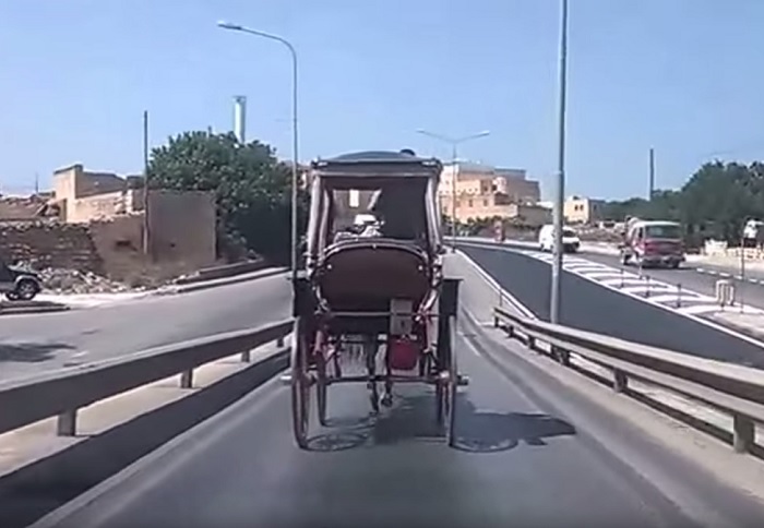 Is it time animals are taken off our roads? - TVMnews.mt