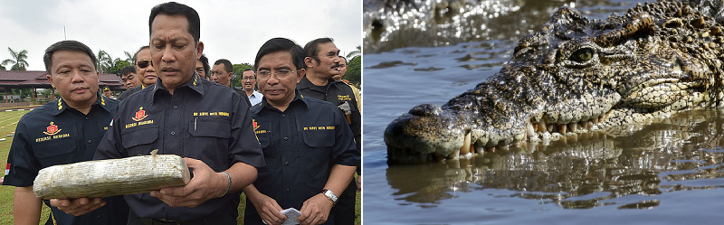 Crocodiles to replace guards in Indonesia prison - TVMnews.mt
