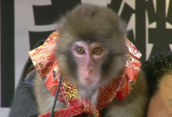 Chinese horoscope: the monkey takes over from the sheep - TVMnews.mt