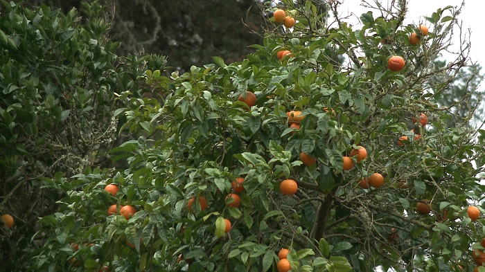 Malta's citrus fruits differ from those of other countries - TVMnews.mt