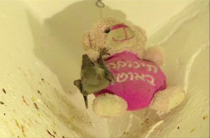 Watch: 'Batwoman' offers shelter to injured bats in her home - TVMnews.mt