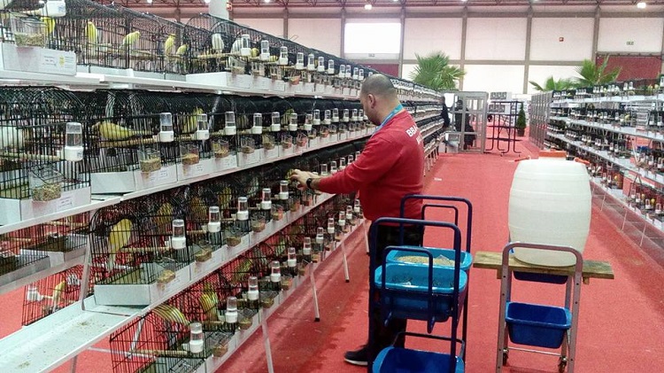 Four-day trip for Maltese birds to compete in Portugal - TVMnews.mt