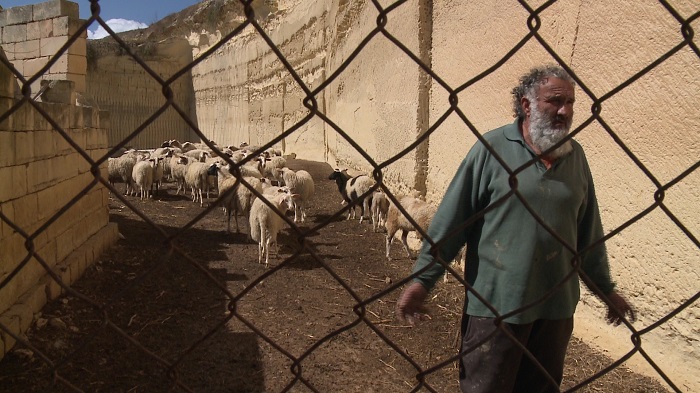 Judge says farmer should have sterilized sheep until case was resolved ...