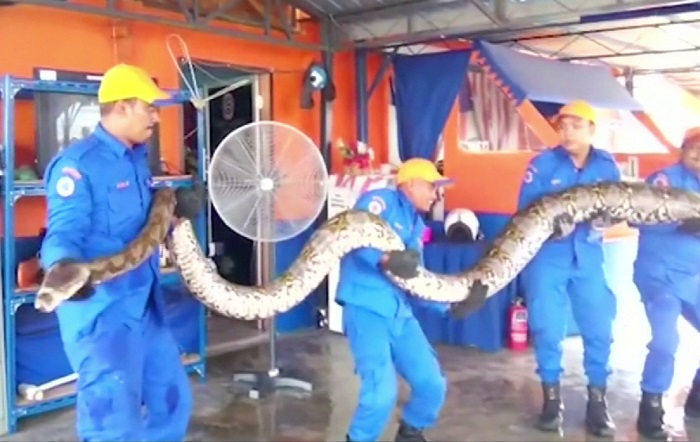 Watch: Longest Python snake caught in Malaysia - TVMnews.mt