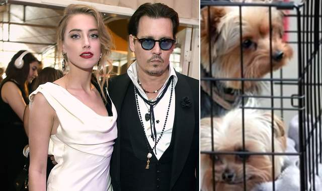 Johnny Depp's wife avoids conviction for smuggling dogs into Australia ...