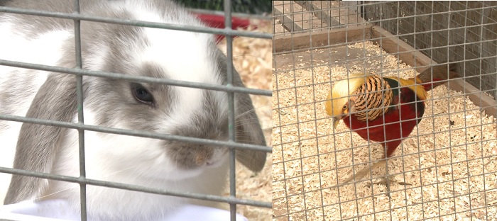 Exhibition of fowl and rabbits at San Anton - TVMnews.mt