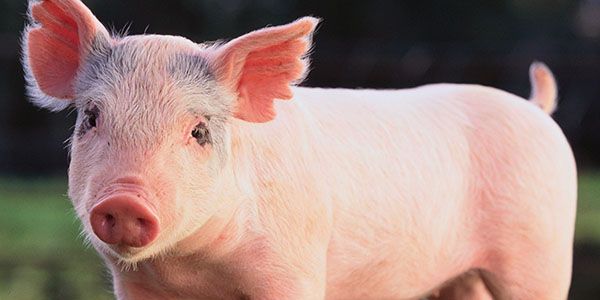 American scientists attempt to grow human organs inside pigs - TVMnews.mt