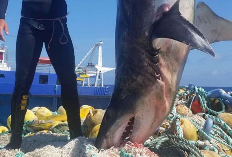 "We caught it, before it caught us" - man pictured with dead shark ...