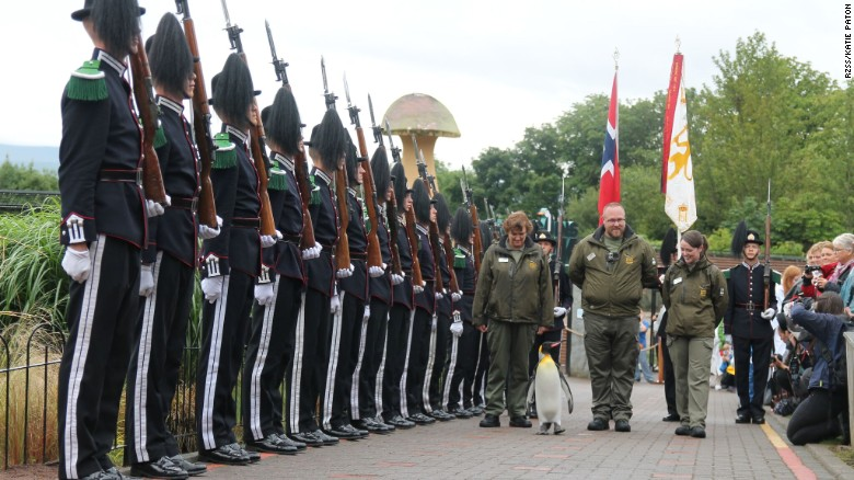 Video: Penguin promoted to Brigadier in Norwegian Royal Guard - TVMnews.mt