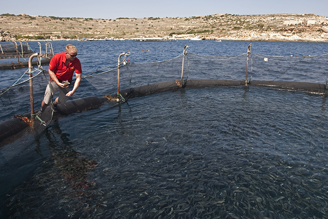 Altercation between parties on fish farms - TVMnews.mt