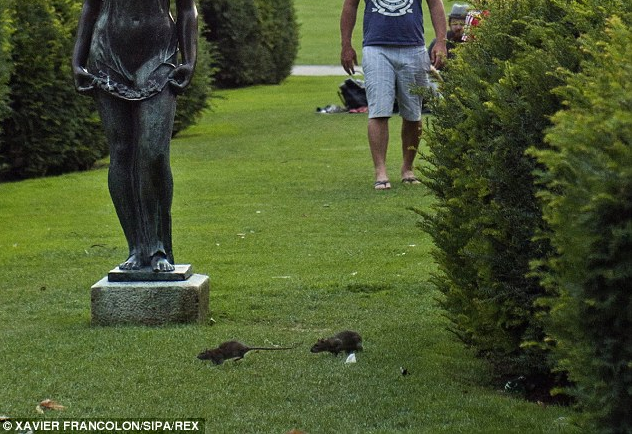 Paris closes down gardens in efforts to control rat population - TVMnews.mt