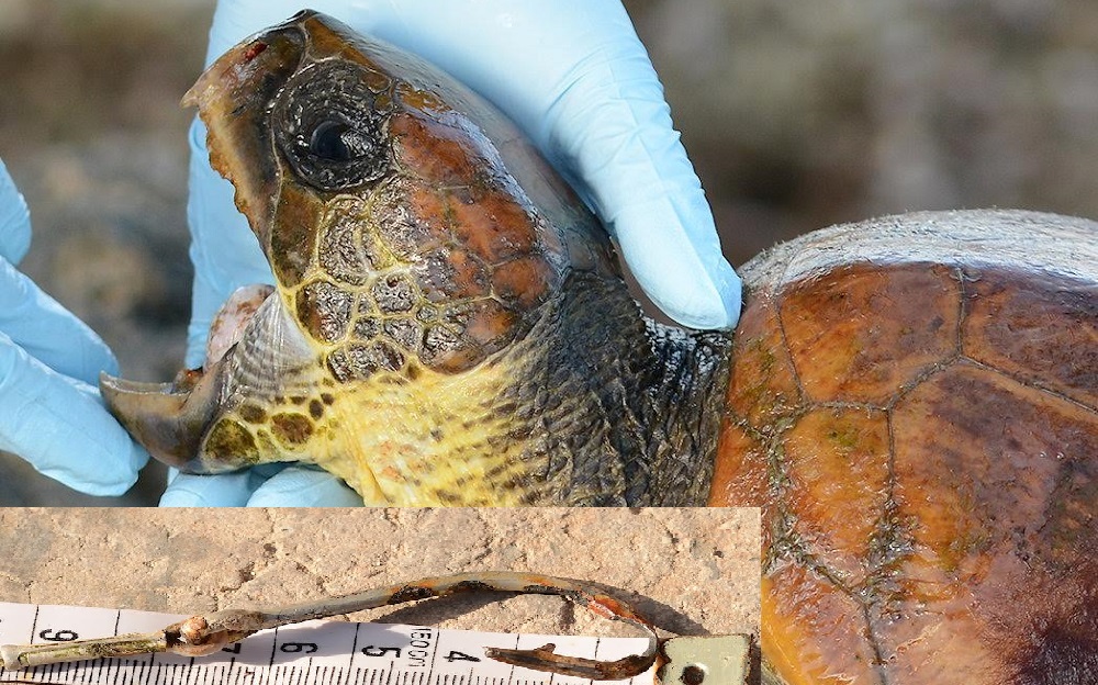 Second turtle rescued - had a big hook in mouth - TVMnews.mt