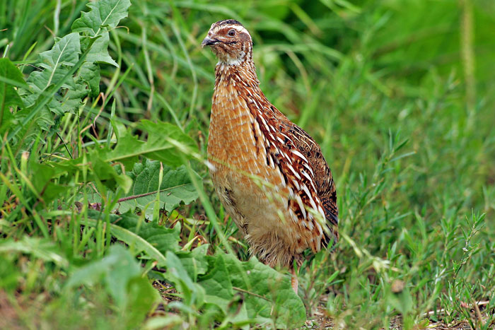 Spring hunting to open only for quail - special licence required ...