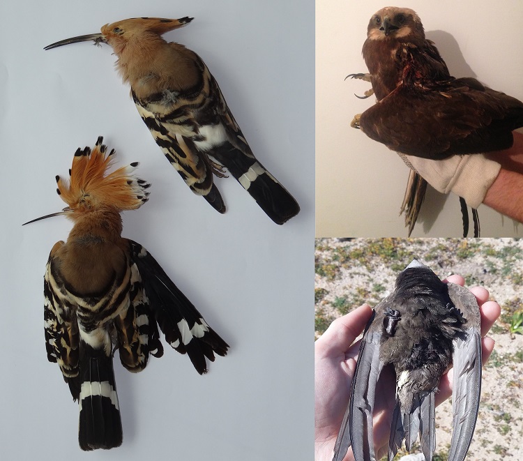 Eight wounded birds found in the first week of hunting season - TVMnews.mt