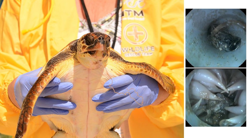 Fekruna li belgħet sunnara salvata b'apparat ġdid - TVMnews.mt