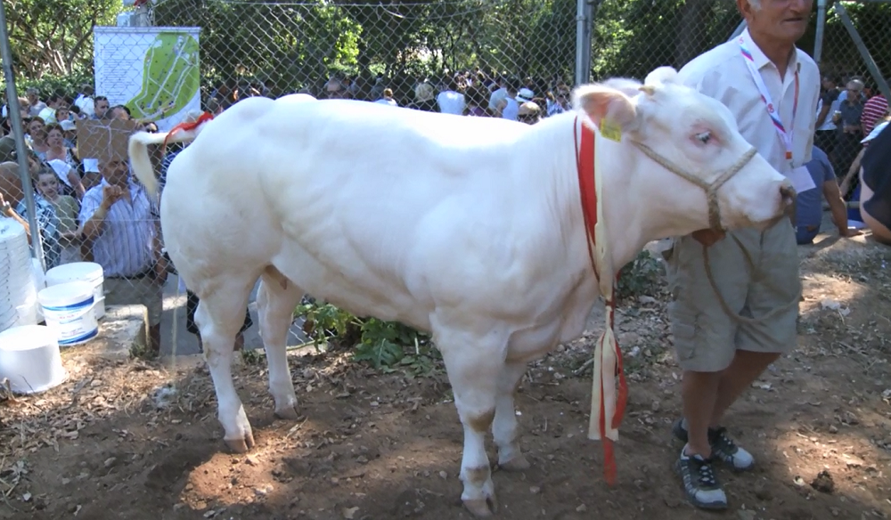 Annimali b'saħħithom biss jistgħu jiddaħħlu għall-wirja tal-Imnarja ...