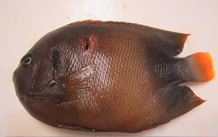 New alien fish species found in Maltese and Mediterranean waters ...