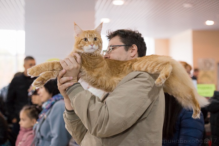 Felines beauty contest at Smart City - TVMnews.mt