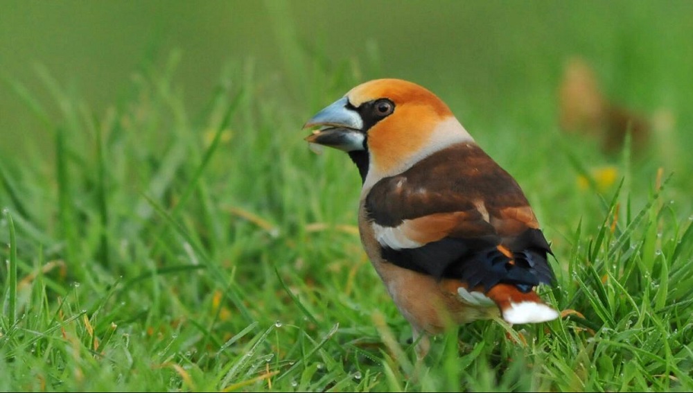 The hawfinch trapping season is now closed - TVMnews.mt