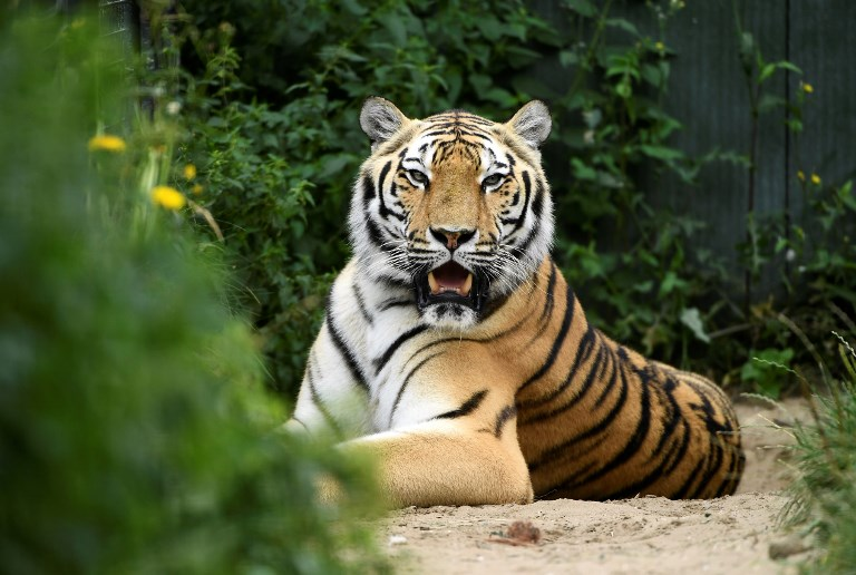 Escaped tiger shot in Paris street - TVMnews.mt