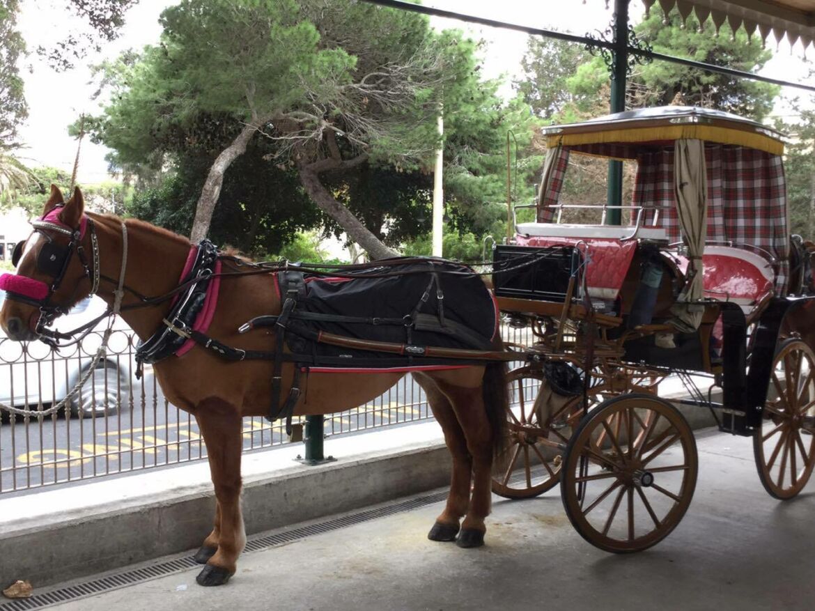 Karozzin ride around Rabat and Imdina to raise funds for Istrina ...