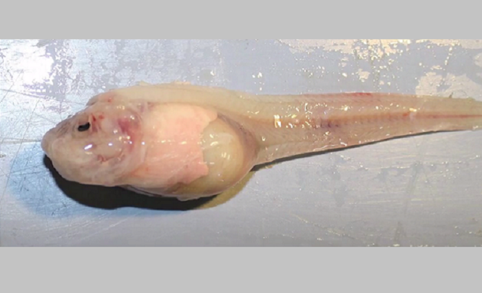 New fish discovered at five-mile depth - TVMnews.mt