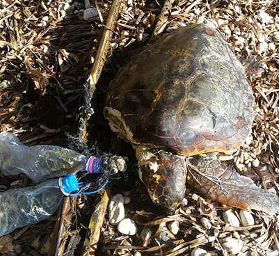 WATCH: Turtle rescued after becoming entangled in lampuki net - TVMnews.mt