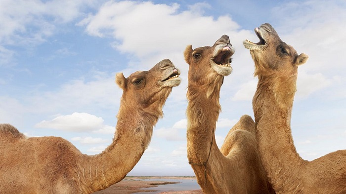 Camels in beauty contest injected with botox - TVMnews.mt