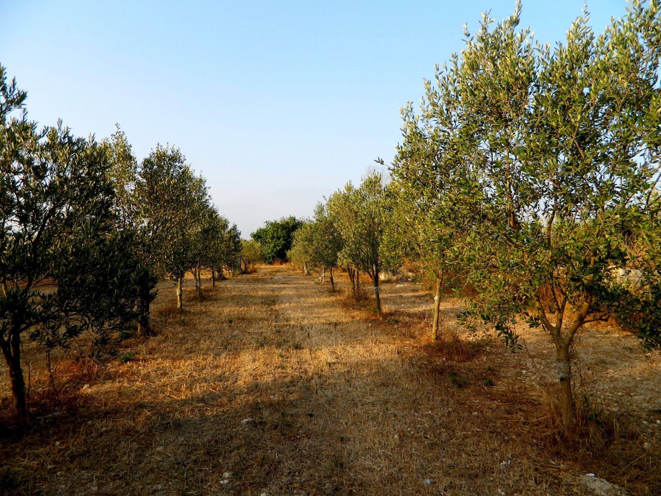 Maltese had fought Ottomans on controversial Bulebel land - TVMnews.mt