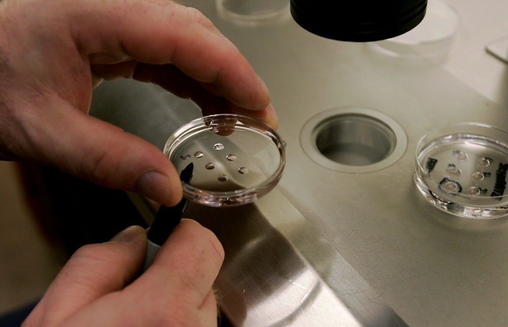 Scientists create synthetic embryos - TVMnews.mt