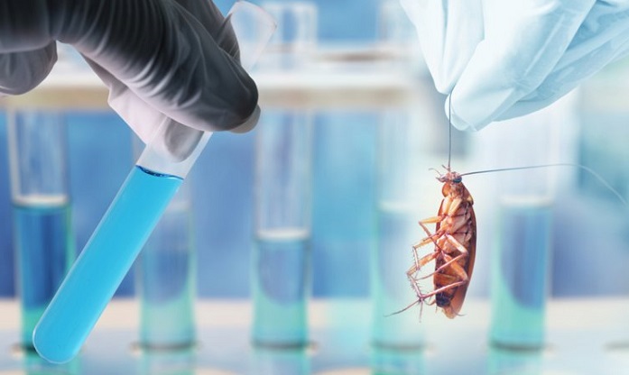 Chinese farm breeds more cockroaches than world's human population ...