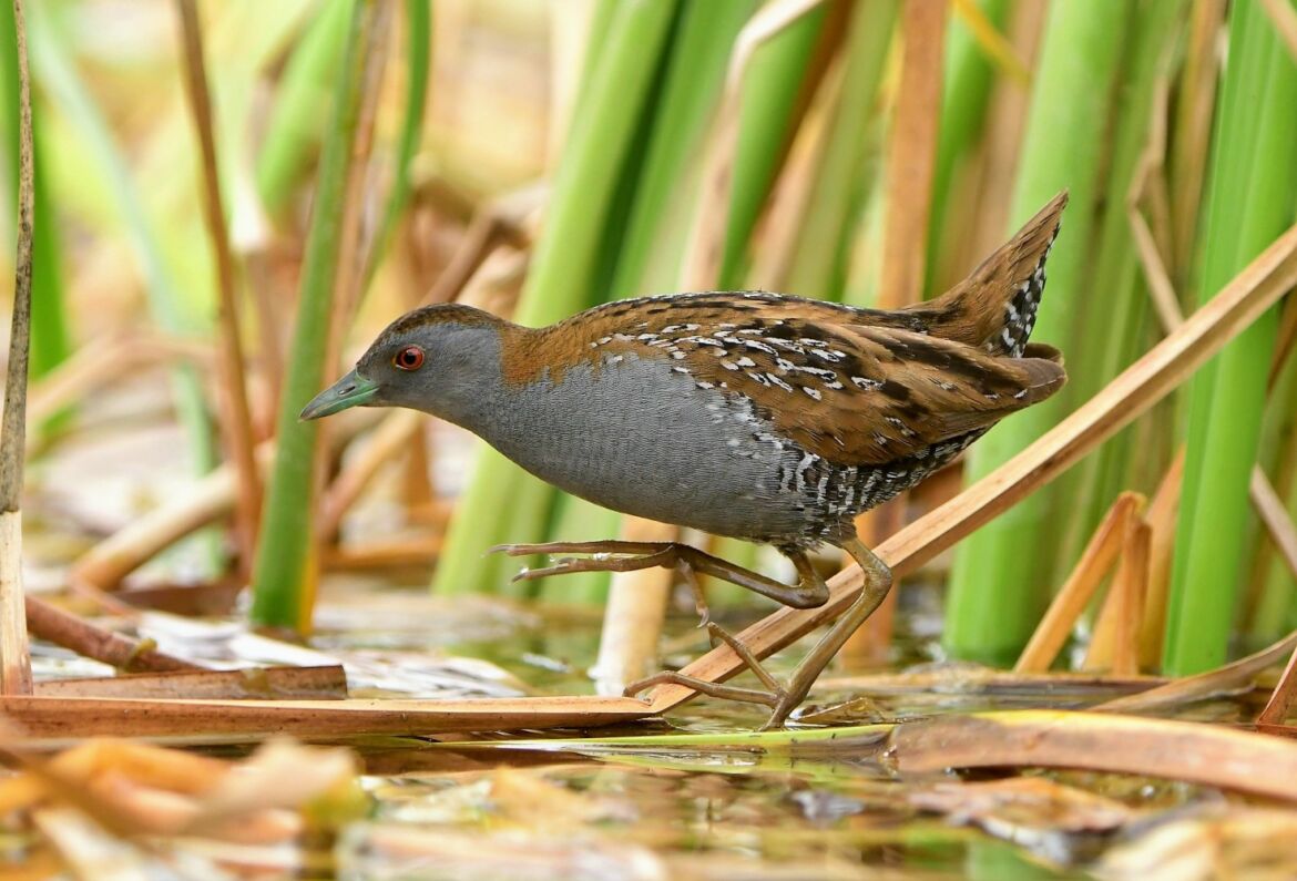 WATCH: Rare bird spotted in Malta - TVMnews.mt