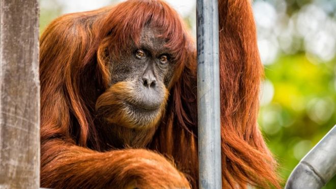 Sumatran orangutan, world's oldest primate, dies in Australia - TVMnews.mt