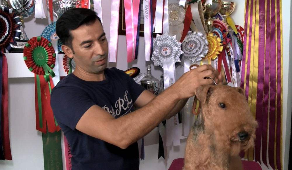 Alan - the two-year old dog who won prestigious competitions abroad ...