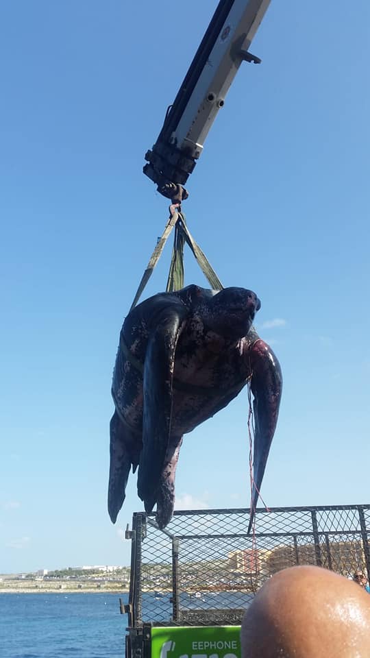 Fekruna rari tinstab mejta f'Għawdex - TVMnews.mt