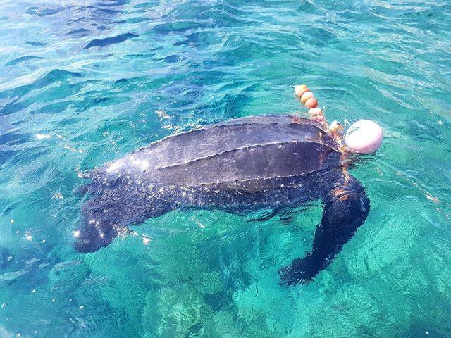 Rare turtle found dead in Gozo - TVMnews.mt
