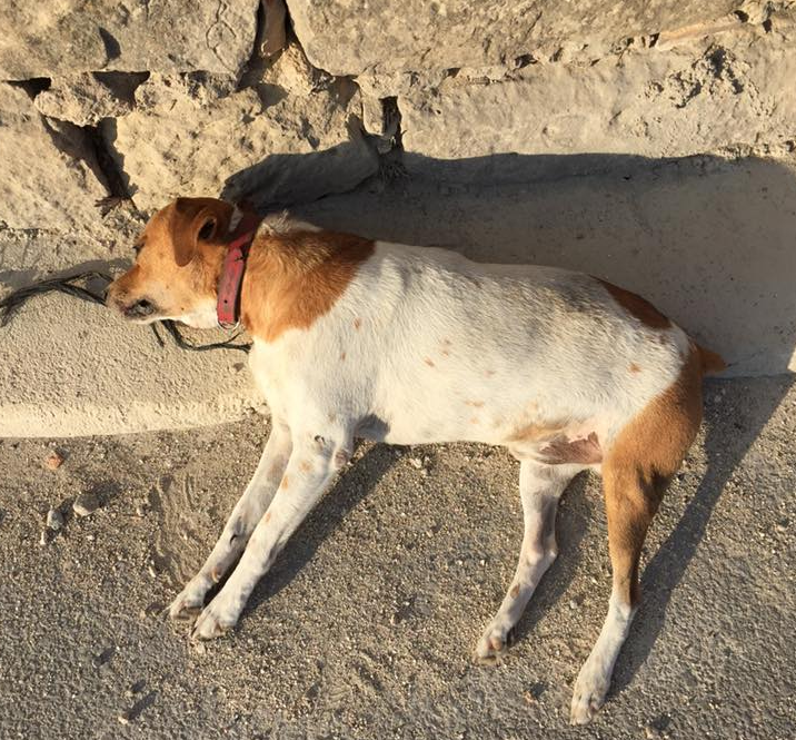 Dog ran over and left to die on road - TVMnews.mt