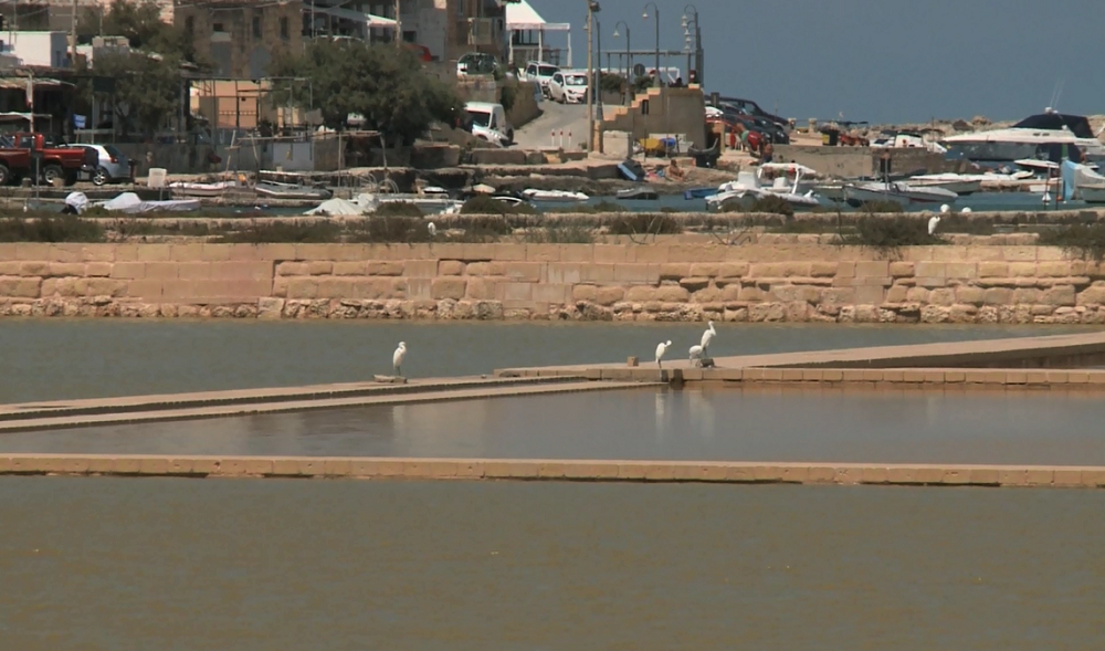 Birdlife will be administering 'Salini tal-Melħ' in Salina - TVMnews.mt