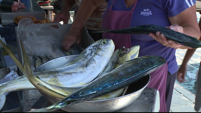 WATCH: What do the Maltese and tourists think of the dolphin fish ...