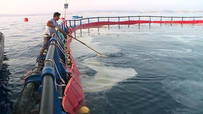 Slime from tuna feeding is being exported to Italy for production of ...