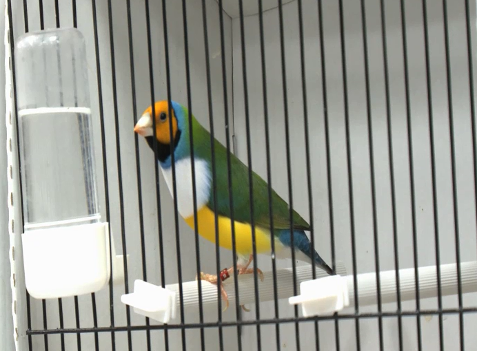 Exhibition of 500 exotic finches of foreign origin - TVMnews.mt