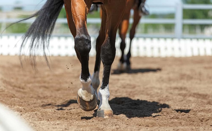 Guilty of injuring three persons when a horse bolted after being hit in ...