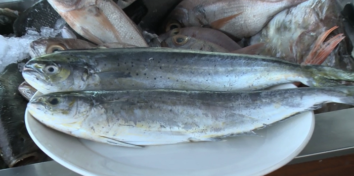 Gozitan fisherman catch more 'lampuki' than Maltese - TVMnews.mt