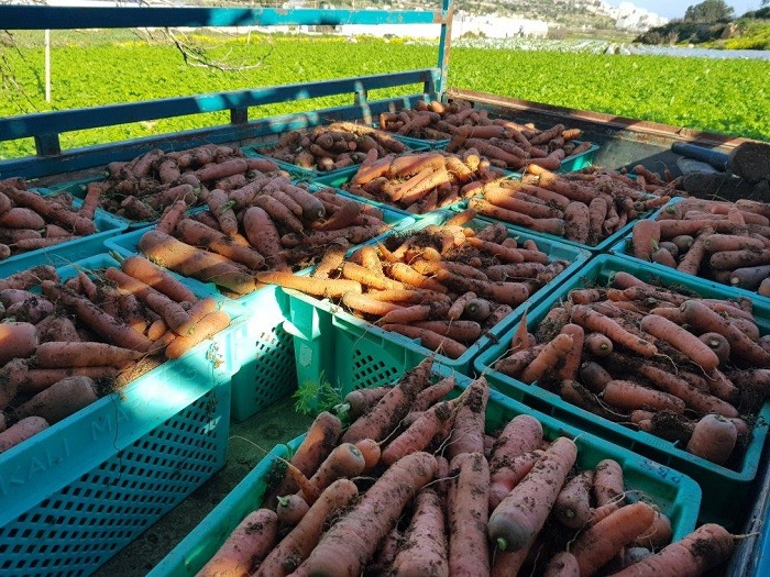 Stole vegetable containers to sustain drug habit - TVMnews.mt